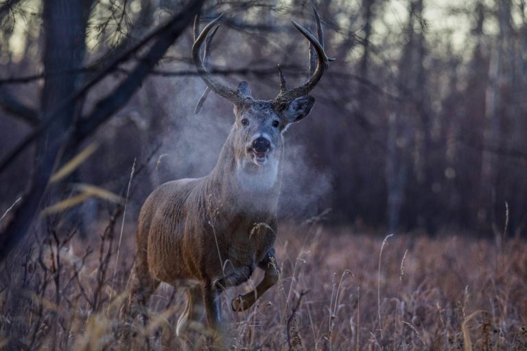What to Know About Alabama's Intense Deer Rut Season - A-Z Animals