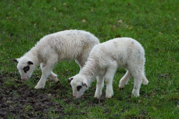 Whatever Happened to Dolly, the Cloned Sheep? - A-Z Animals