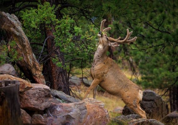 The Biggest Mule Deer Ever Harvested in Arizona Will Blow You Away - A ...