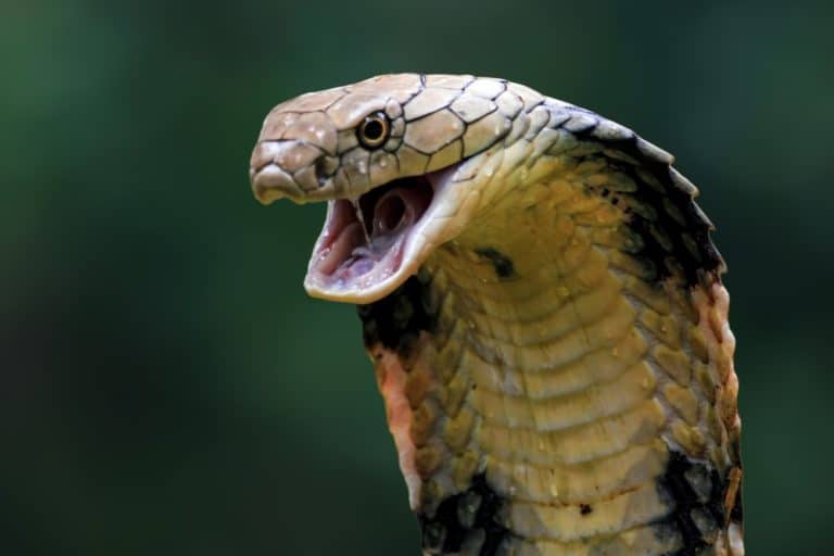 Cobra vs. King Cobra: Can You Tell the Difference? - A-Z Animals