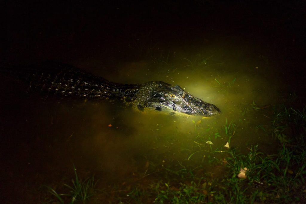 These Looming Gators' Eyes are Terrifying - A-Z Animals