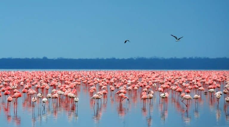 The Role of Diet in Flamingo Coloration: Why They Are Pink - A-Z Animals