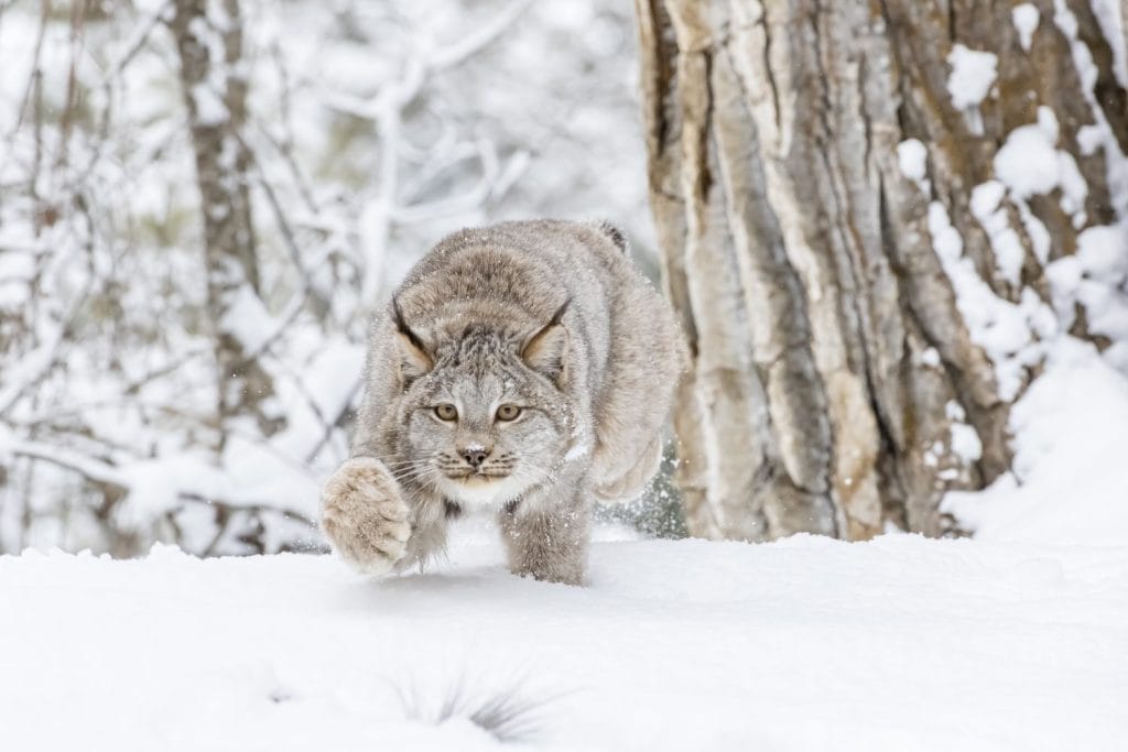 Rare Black Canada Lynx Captured on Video for the First Time - A-Z Animals
