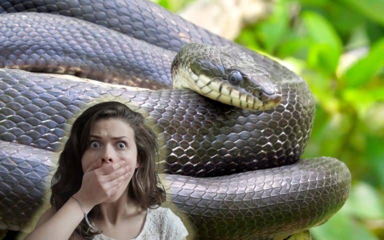Black Racer vs Black Rat Snake: What’s the Difference? - A-Z Animals