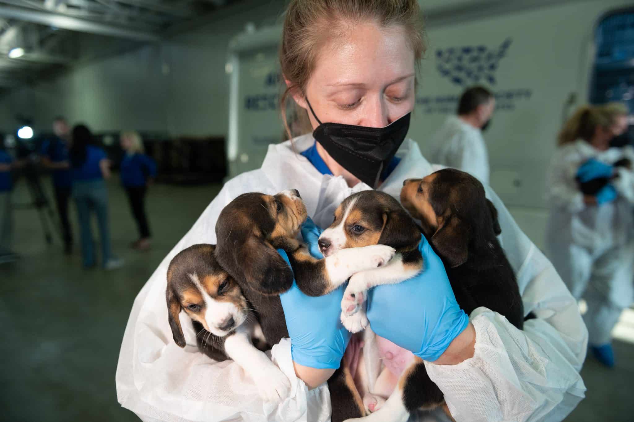 These Well-Respected U.S. Animal Rescue Groups are Doing Amazing Work ...
