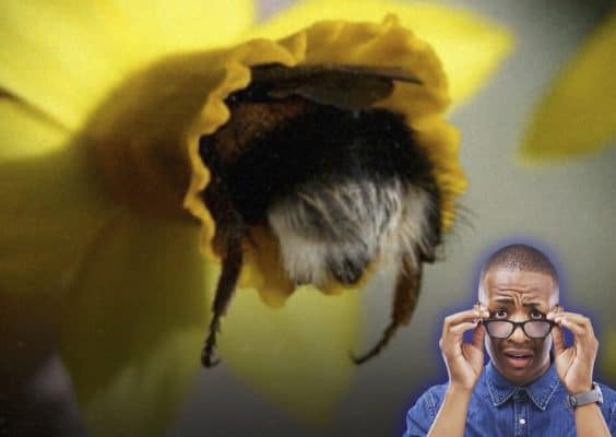 Discover Why Bees Kill Their Queen Bee - A-Z Animals