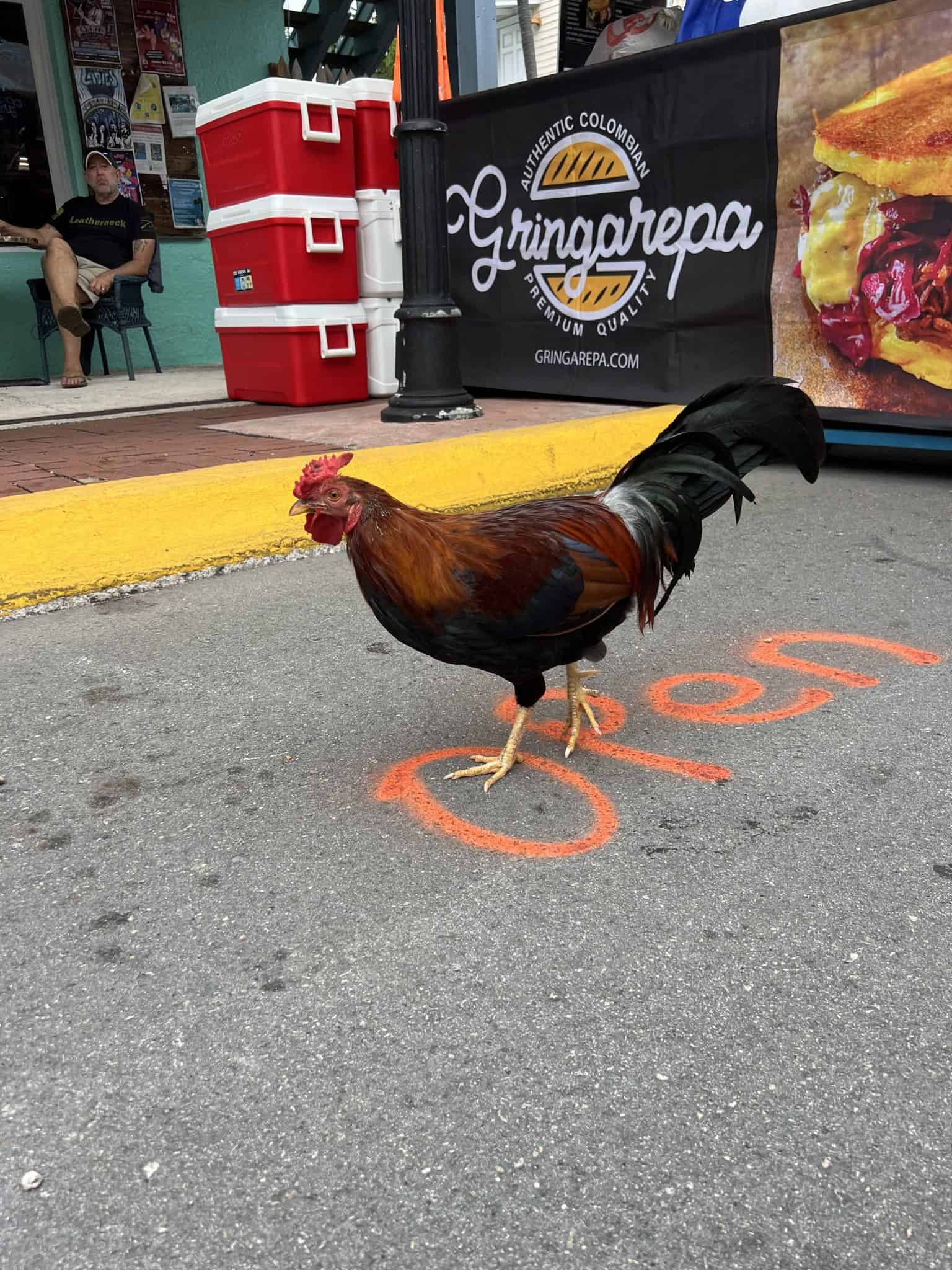 The Curious Backstory of Why There are Feral Chickens in Key West - A-Z ...
