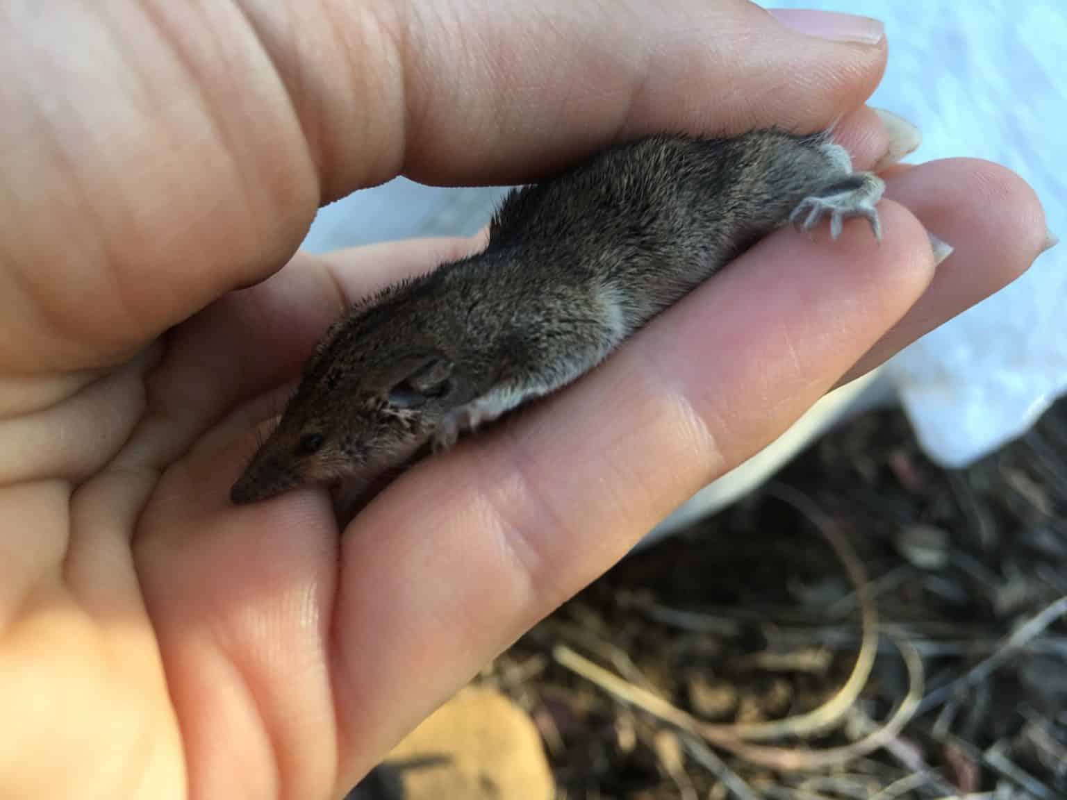 Their 3-Week Mating Frenzy Routinely Kills This Marsupial - A-Z Animals