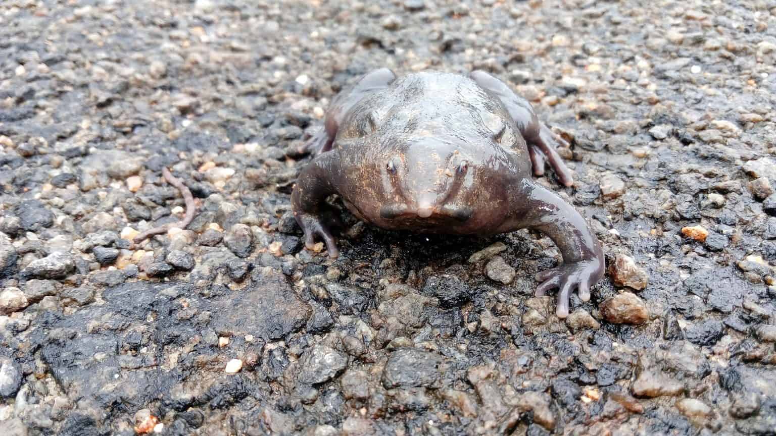 The Most Sci-Fi-Looking Frogs on Earth - A-Z Animals