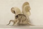 Meet the Venezuelan Poodle Moth That Sparked Global Curiosity