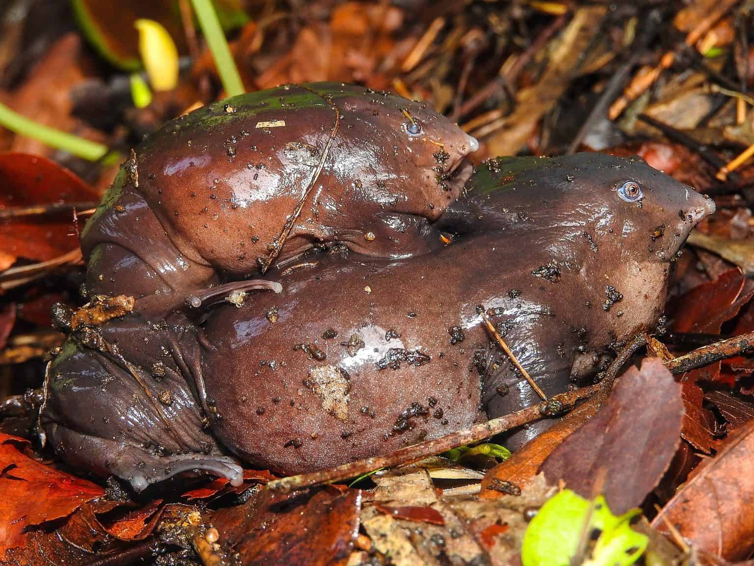 This Exceptionally Rare Frog Species Only Emerges From Underground ...