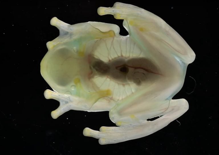 This See-Through Frog is Literally Transparent - A-Z Animals