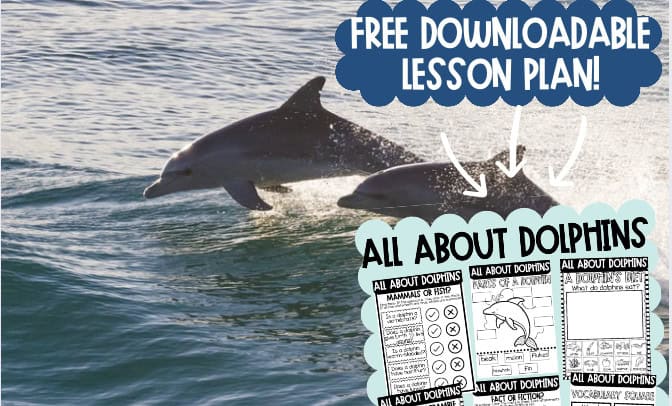 Dolphin Adventures: A 5-Day Unit Plan for Kids - A-Z Animals