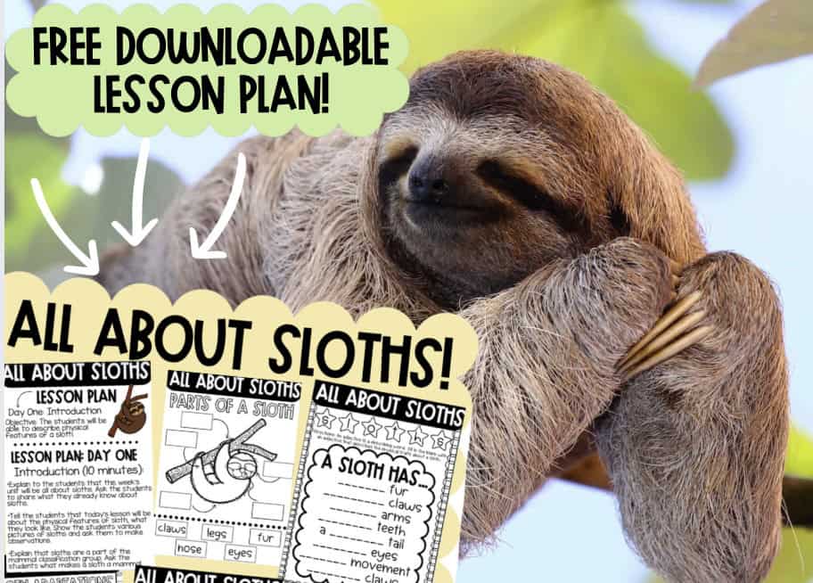 Slow and Steady Sloths: A 5-Day Unit Plan for Kids - A-Z Animals