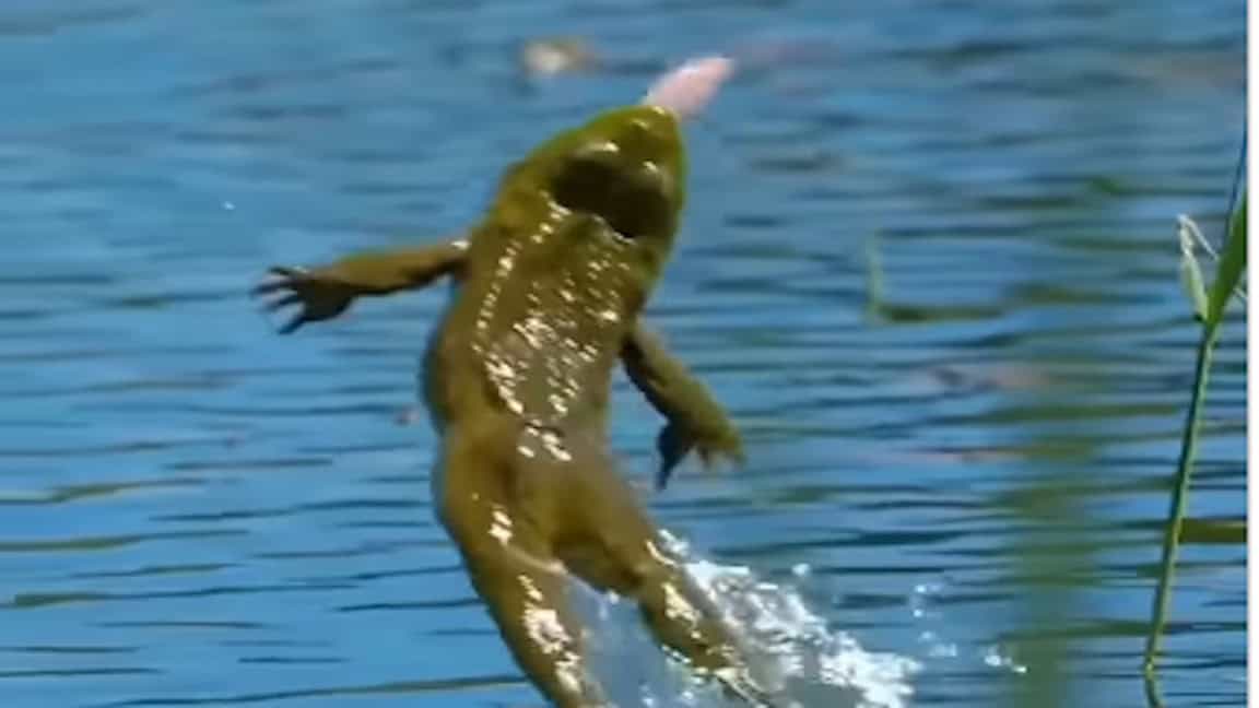 Clumsy Frog is Inept at Snatching Up Its Meal - A-Z Animals