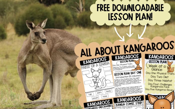 Teach Young Learners All About Kangaroos: A Free 5-Day Unit Plan - A-Z ...