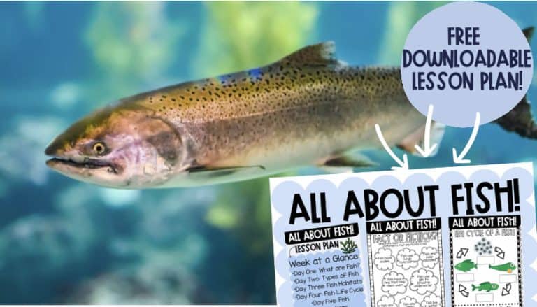 All About Fish: A 5-Day Unit Plan for Kids - A-Z Animals