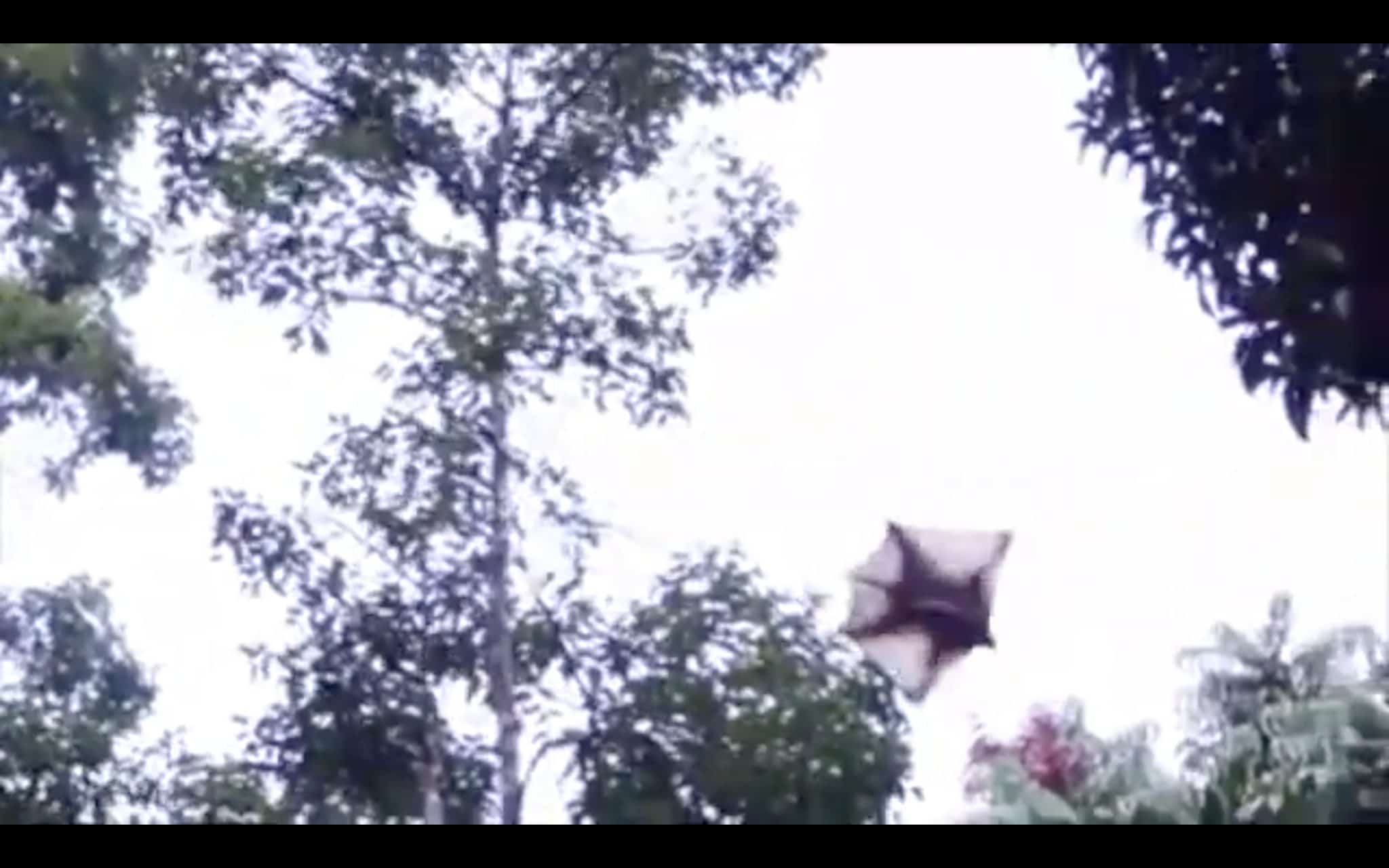 This Tiny Creature Can Soar for a Whopping 230 Feet on a Single Glide ...