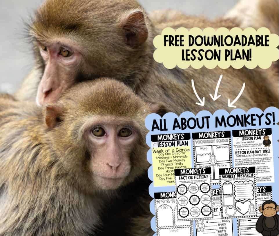 All About Monkeys: A Unit Plan for Kids! - A-Z Animals