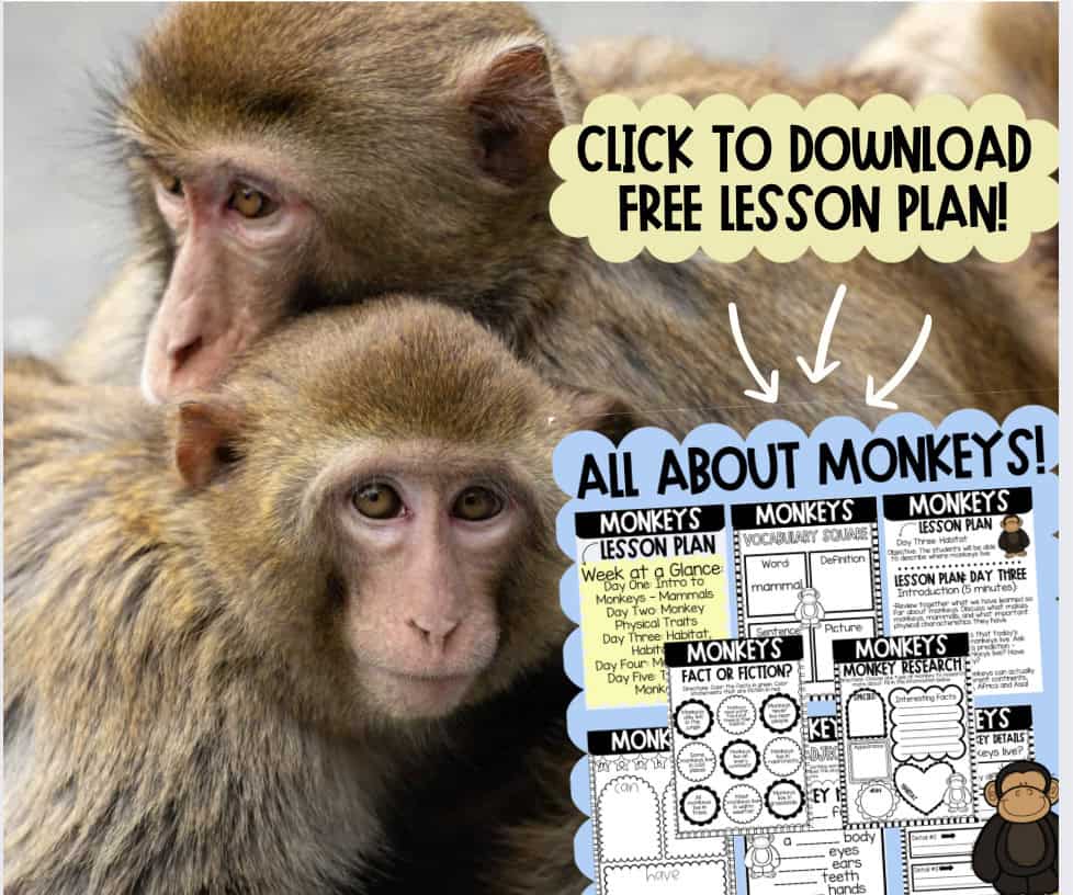 All About Monkeys: A Unit Plan for Kids! - A-Z Animals