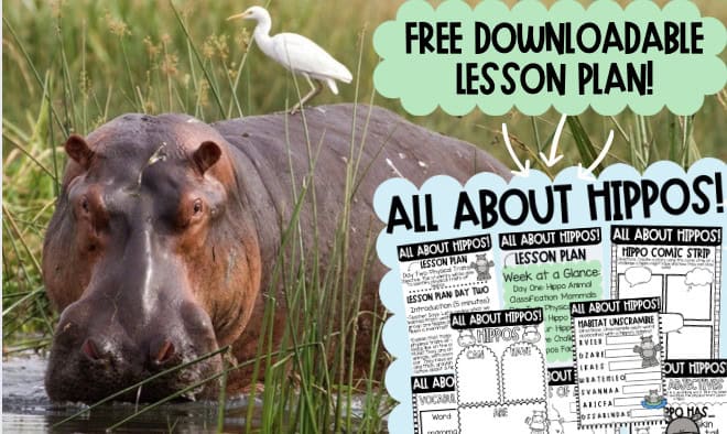 Hippos in the Wild: A Unit Study for Young Learners - A-Z Animals