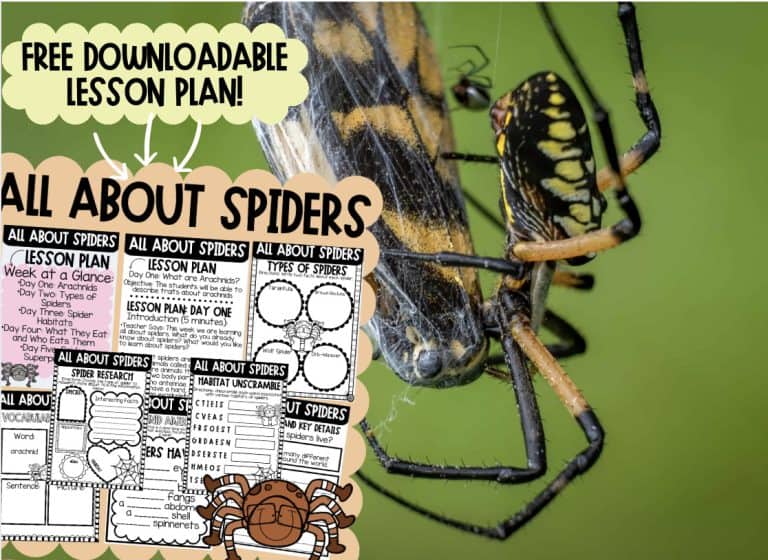 The Wonderful World of Spiders: A 5-Day Lesson Plan for Young Learners ...