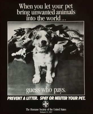 The Time The Humane Society Rescued 4,000 Beagle Puppies From Lab ...