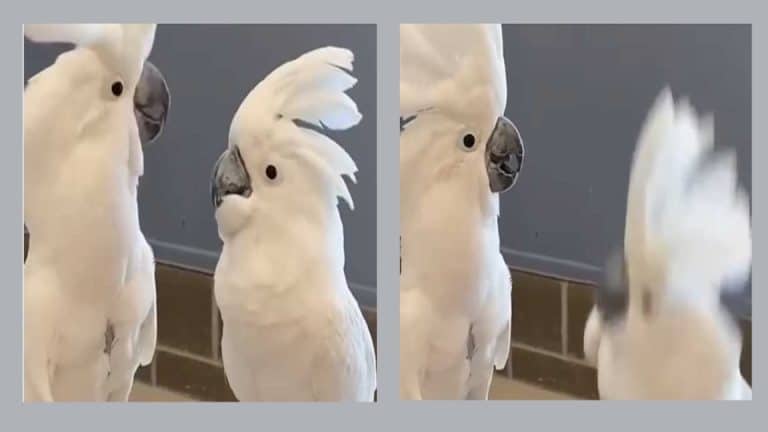 These Cockatoos Jam Out to Animotion (Volume Up!) - A-Z Animals