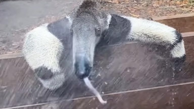 What Do Emus Eat? 15 Foods in Their Diet - A-Z Animals