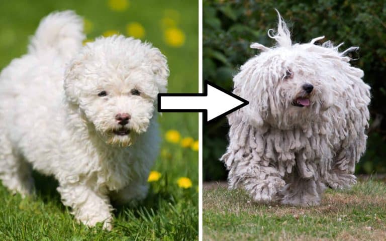 The Absolute 10 Strangest & Weirdest Dog Breeds in the World! - A-Z Animals