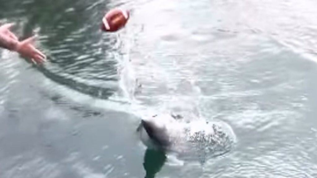 Discover How Fast Dolphins Can Swim: Top Speeds and Interesting Facts ...