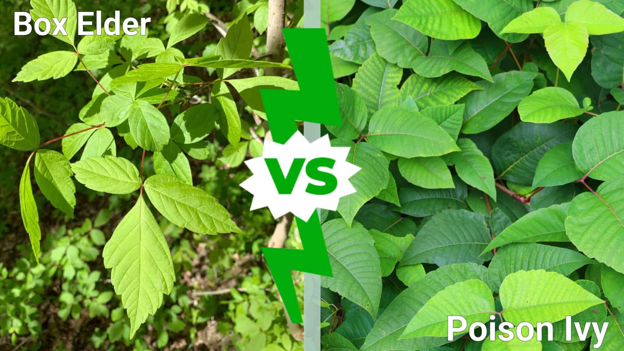 Box Elder vs. Poison Ivy: How to Tell Them Apart and Stay Safe Outdoors ...