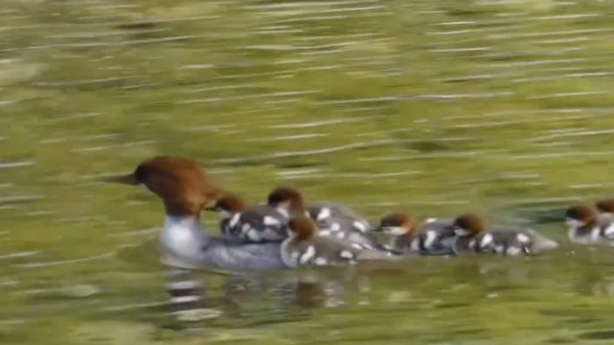 These Fuzzy Ducklings Hitching a Ride on Mom's Back is the Cutest Thing ...