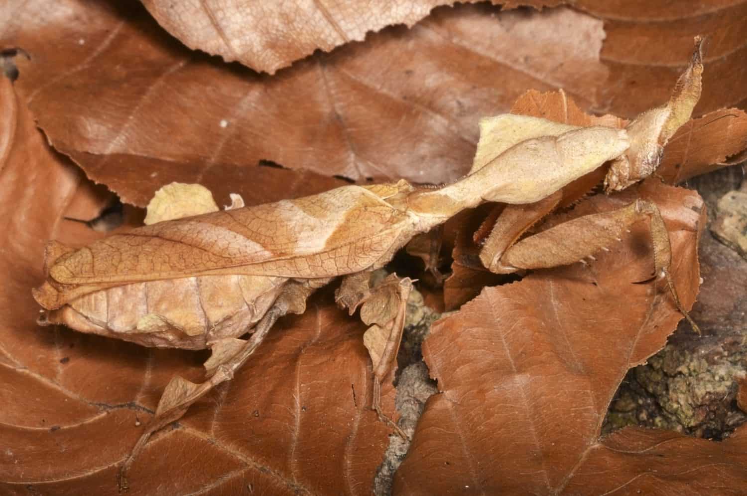 The Art of Deception: How the Ghost Mantis Masters Leaf Mimicry - A-Z ...