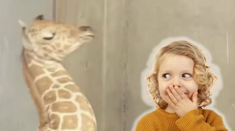 Male vs. Female Giraffes: 4 Key Differences - A-Z Animals