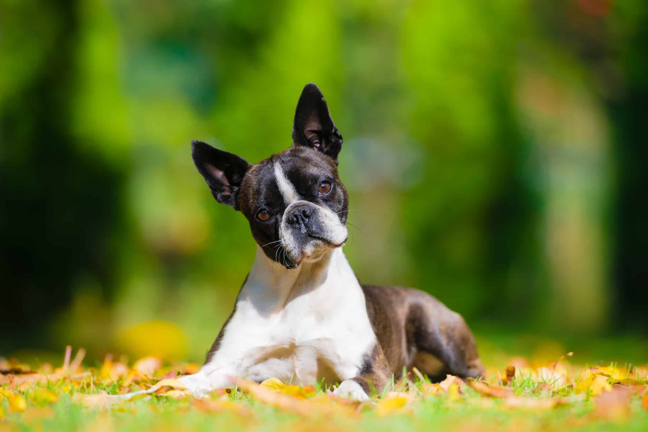 Boston Terrier Animal Pictures | A-Z Animals