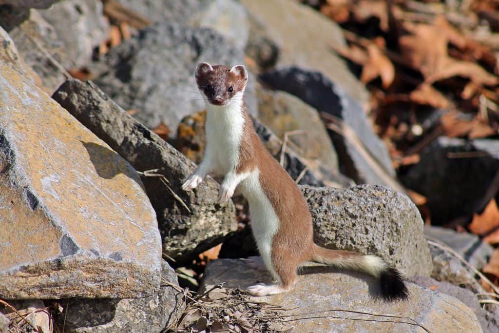 Weasel Taxonomy: A Weasel by Any Other Name Is Still a Weasel - A-Z Animals