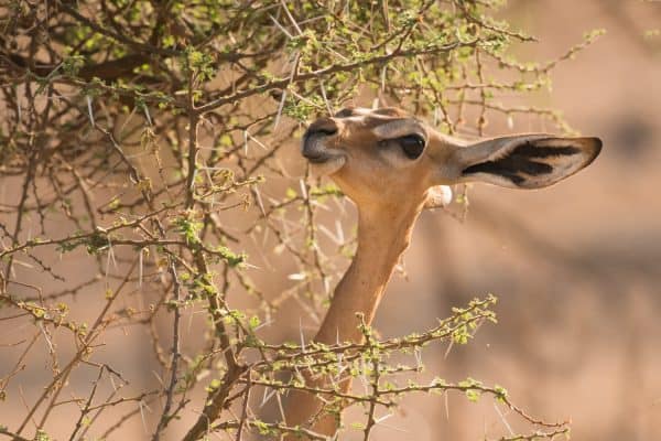 The Quadruped That Prefers Standing on Two Legs - A-Z Animals