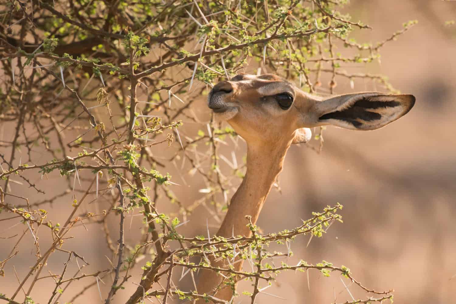 The Quadruped That Prefers Standing on Two Legs - A-Z Animals