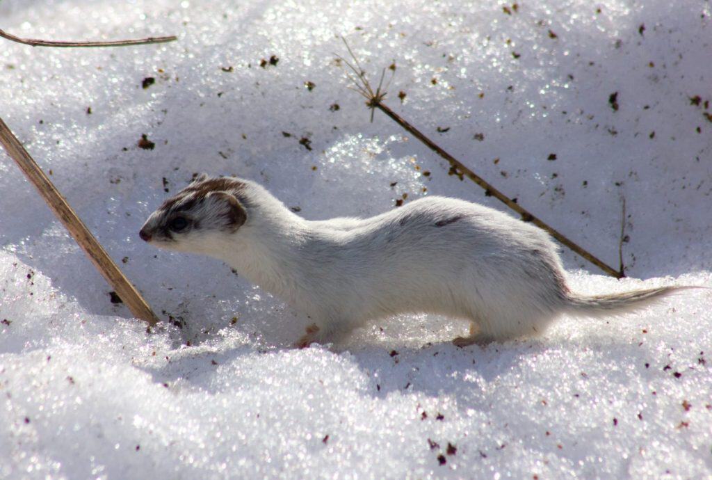 Weasel Taxonomy: A Weasel by Any Other Name Is Still a Weasel - A-Z Animals