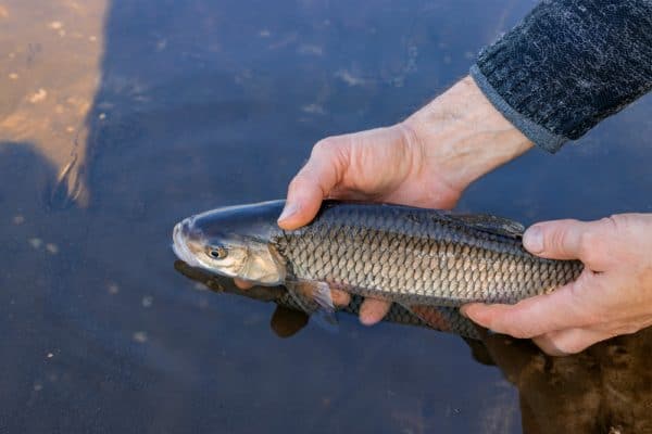 All About Fish: A 5-Day Unit Plan for Kids - A-Z Animals