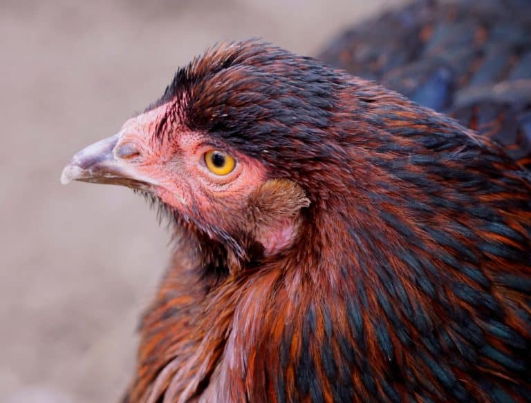 The Truth About Chicken Pecking Orders and Social Behavior - A-Z Animals