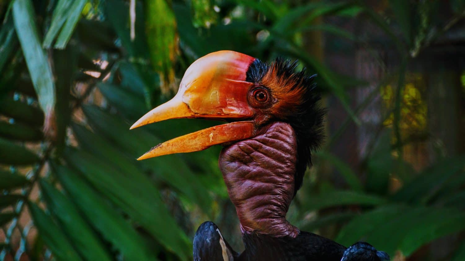 The Wallace Line: How Climate Change Shaped Evolution, and What It ...