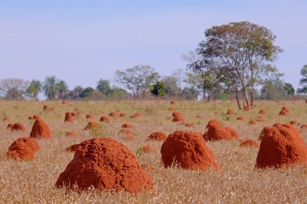 Ant Hill vs. Termite Mound: Which Insect Built It? - A-Z Animals