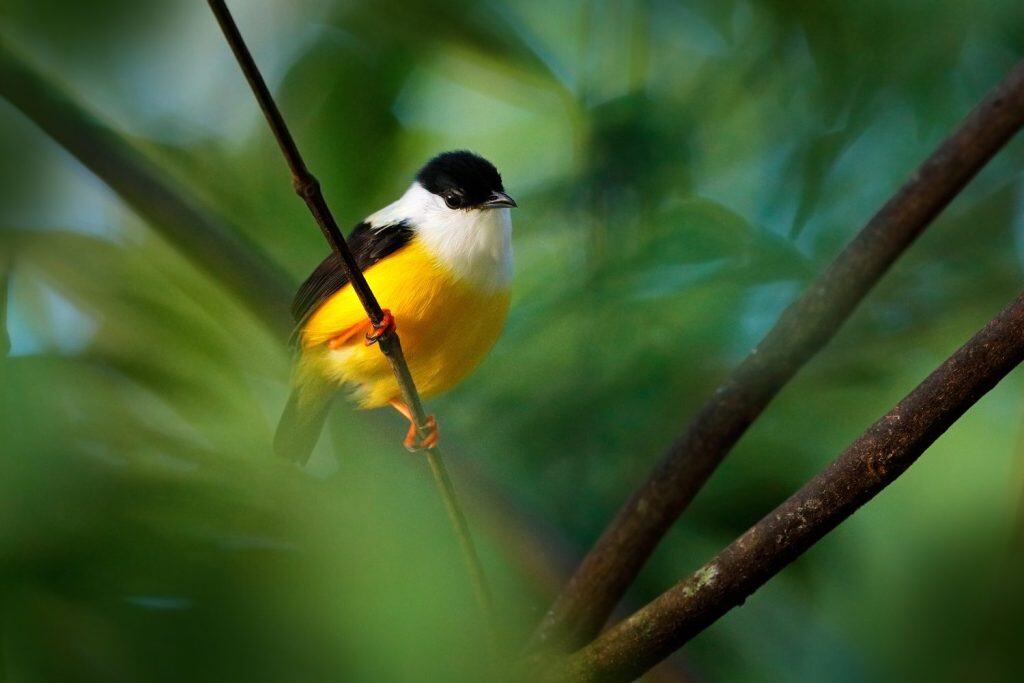 This Colorful Bird Executes an Immaculate Display of Courtship - A-Z ...