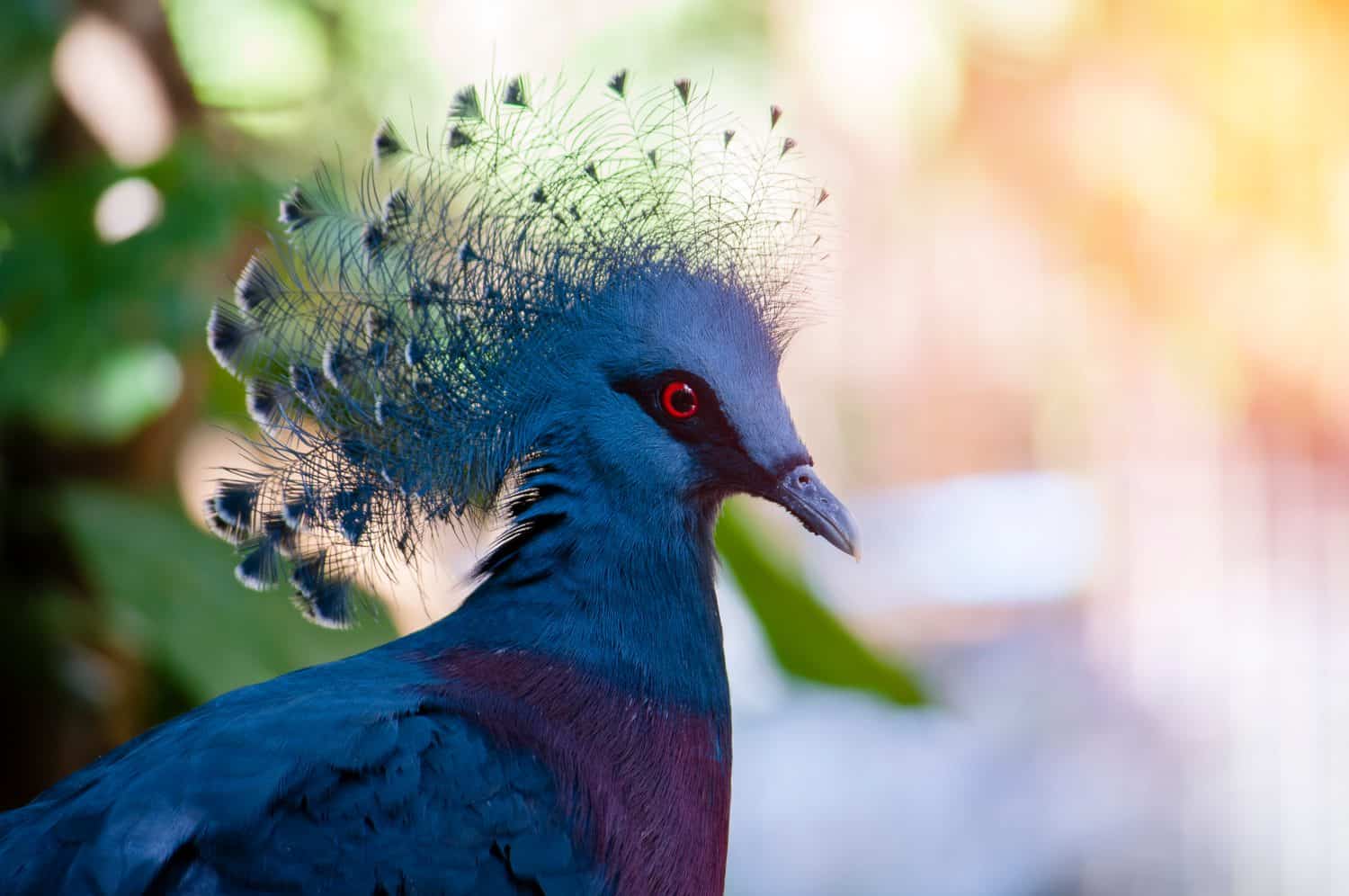 Most Expensive Eagle Bird In The World