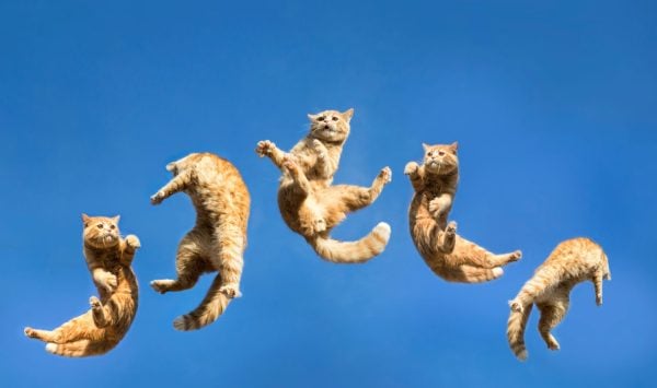 Learn the Riveting Physics Behind the "Cat-Righting" Reflex - A-Z Animals