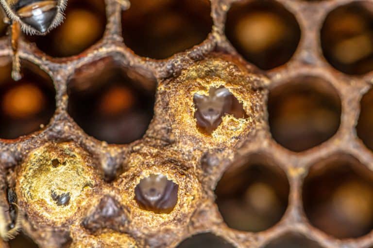 How Bees Collect Nectar and Transform It into Honey - A-Z Animals