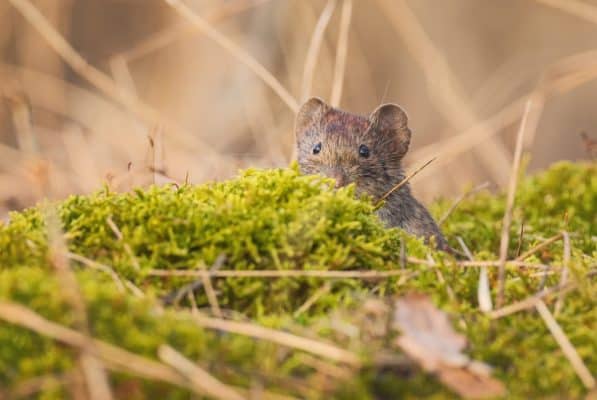 This Animal "Flicks" Feces to Attract a Mate in an Unusual Display of ...