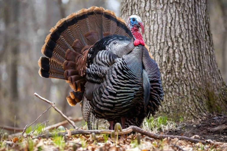 The U.S. States with The Most Wild Turkeys: One Has Half a Million - A ...